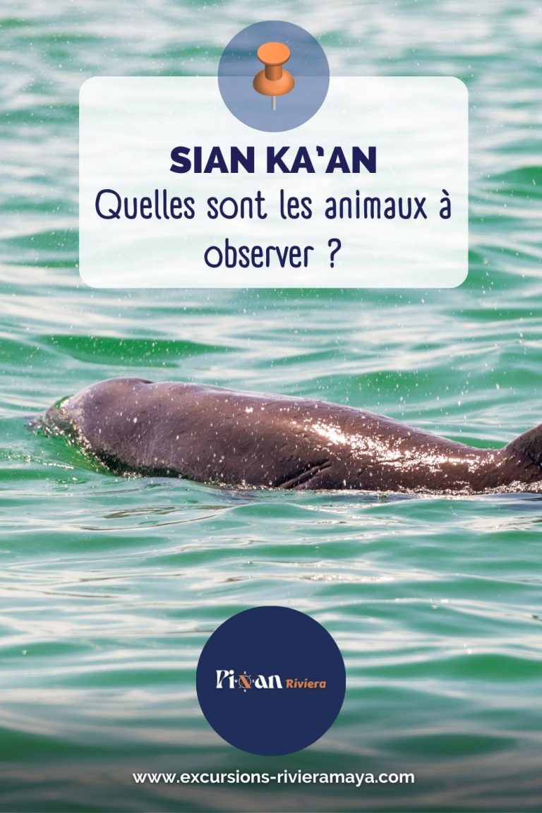 Les animaux à voir à Sian Ka'an - Le guide