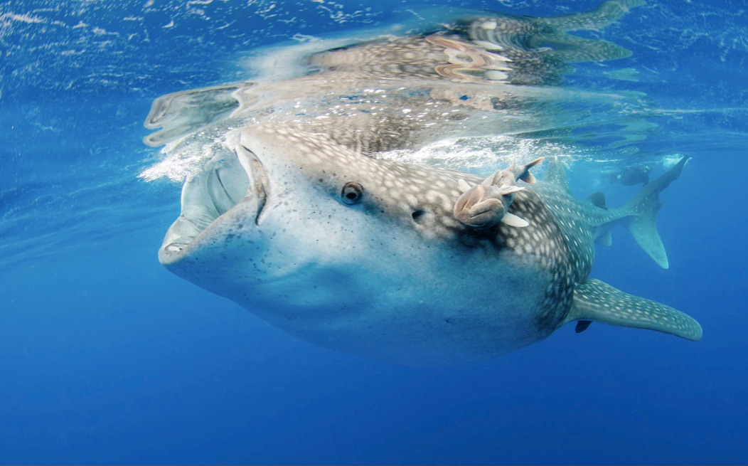Tout savoir sur les requins-baleines au Mexique - Pixan Riviera