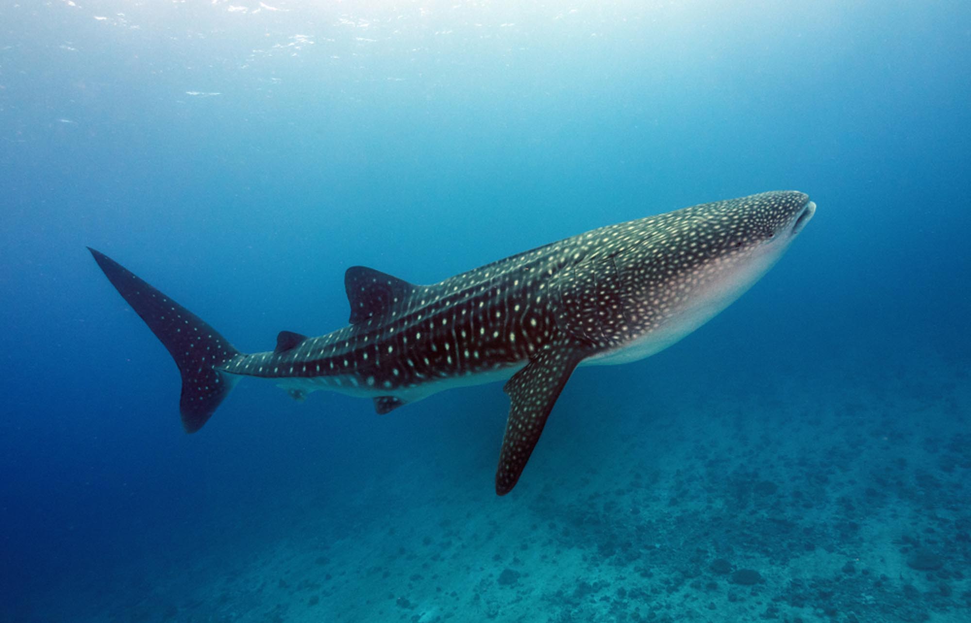 Tout savoir sur les requins-baleines au Mexique - Pixan Riviera