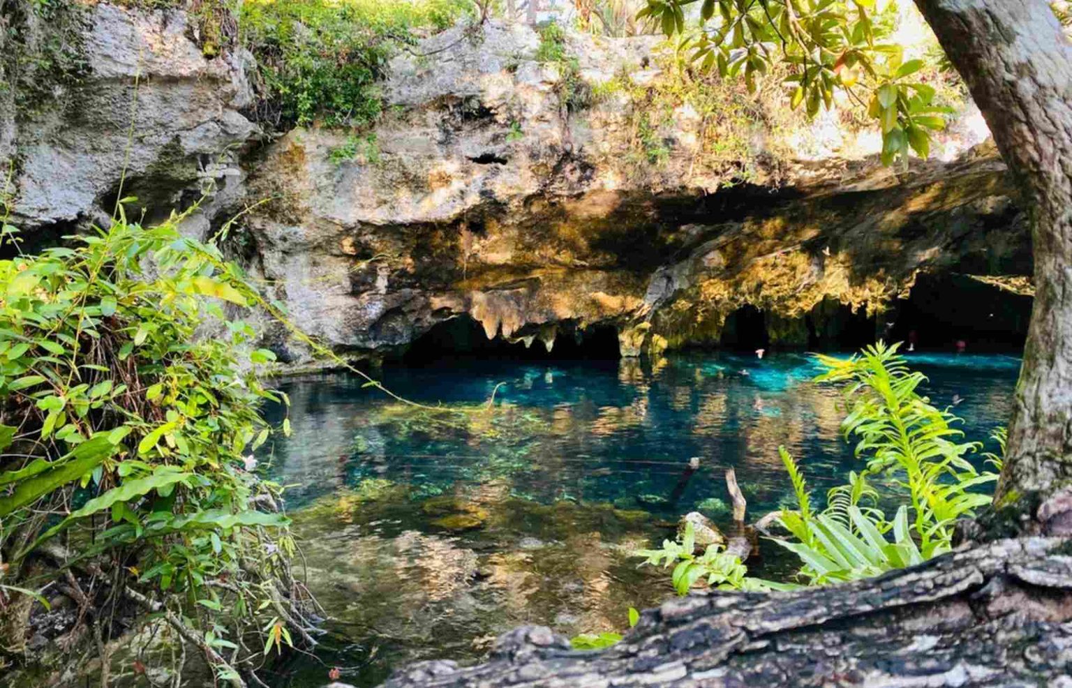 Visiter le Gran Cenote | Guide 2026 & Conseils