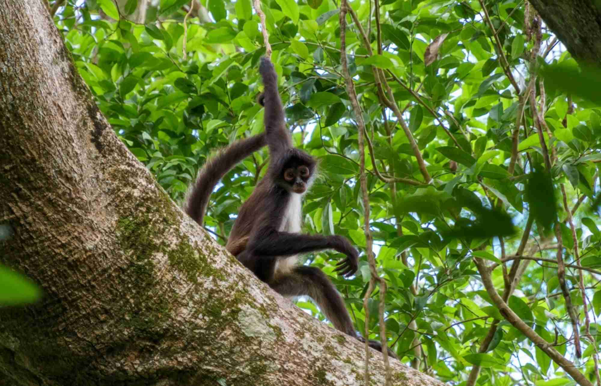 Visiter Calakmul au Mexique | Guide 2026 & Conseils