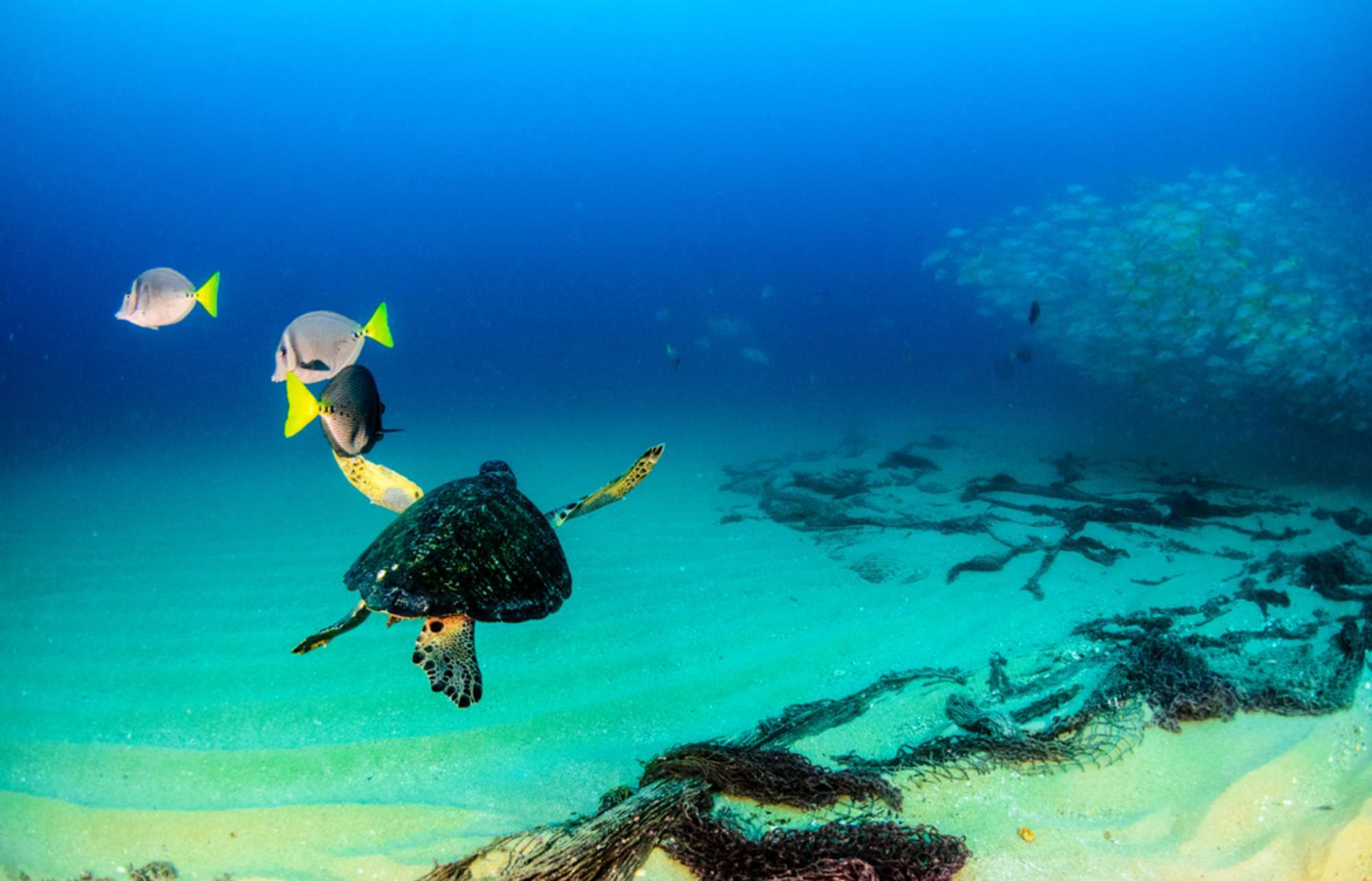 TOP 20 Que faire à Akumal ? | Guide 2026